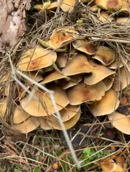 Mushroom Foraging-Lake Towhee - Sync Recovery Community